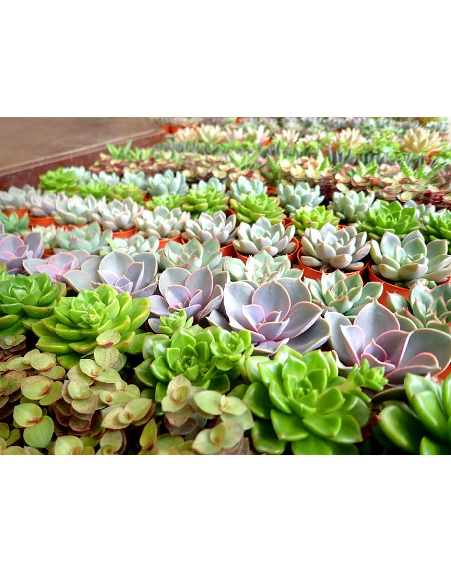 Assorted Mini Succulents